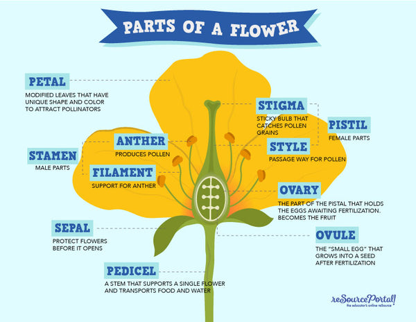 Parts of a Flower 1 with Parts Description – Resource Portal Shop