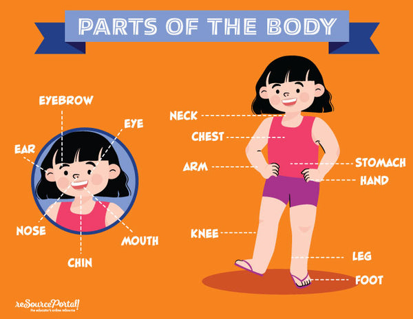 Parts of the Body - Female with Facial Components – Resource Portal Shop