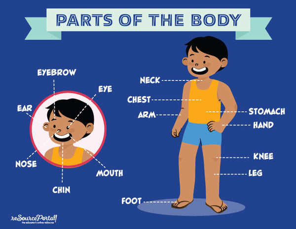 Parts of the Body - Male with Facial Components – Resource Portal Shop